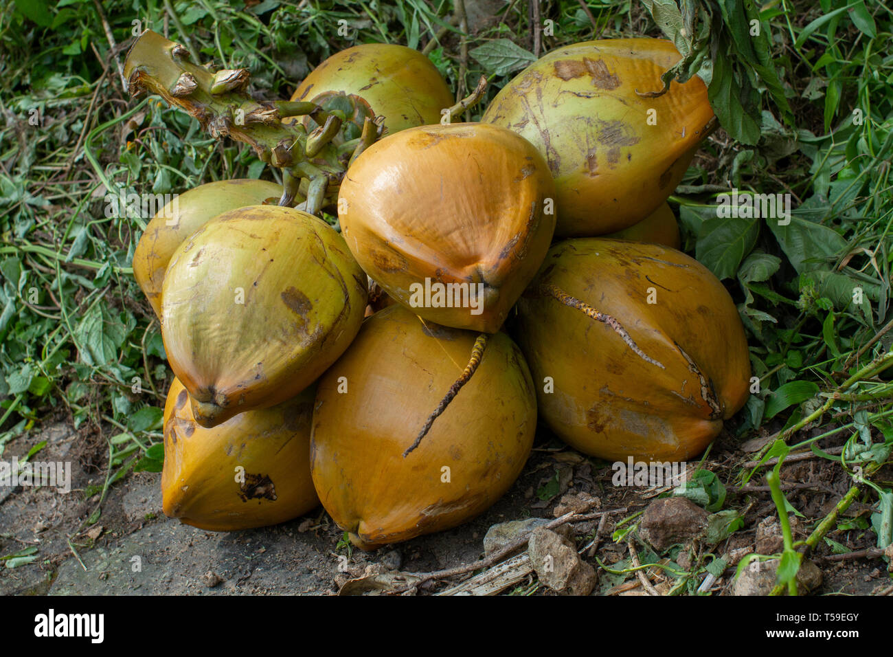 The original coconuts hi-res stock photography and images - Alamy