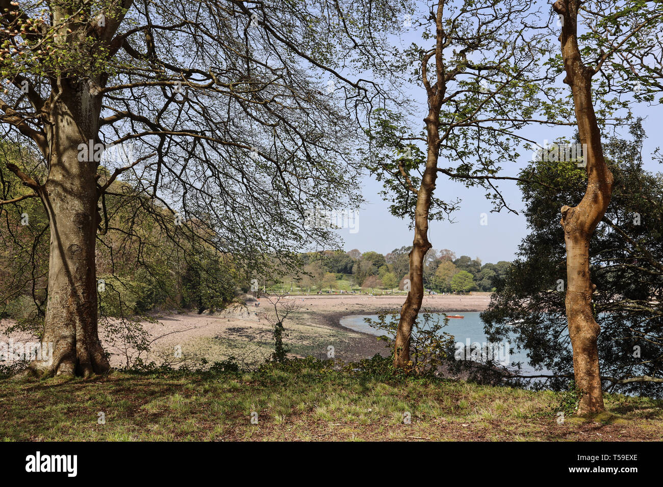 Barn Pool beach trough trees, Mount Edgcumbe Park Cornwall 2019 Easter ...