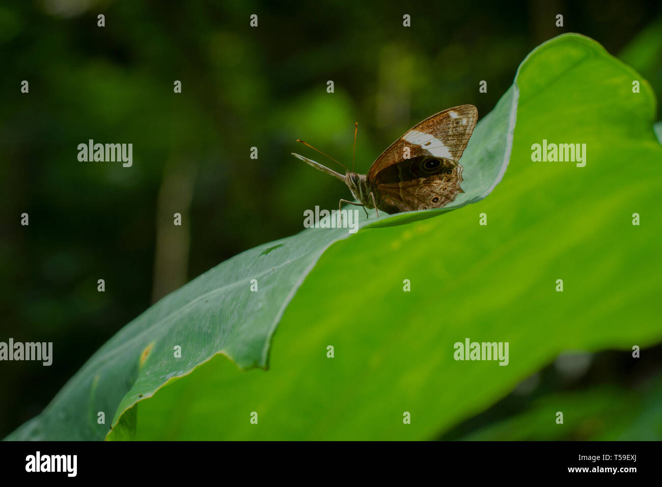 Butterfly Position Stock Photos & Butterfly Position Stock Images - Alamy