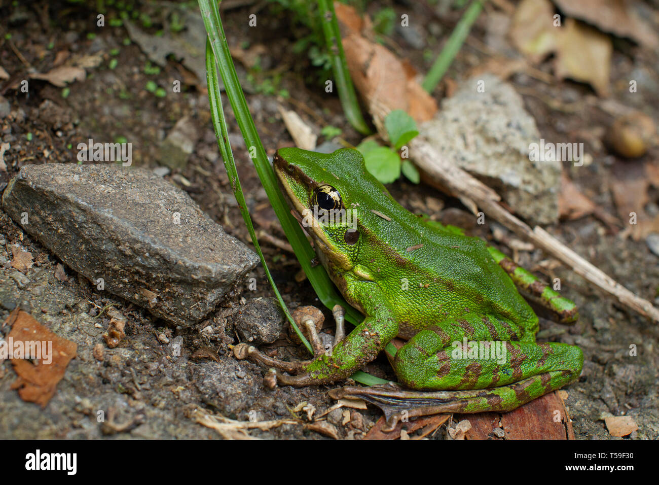 Light green frog amphibian hi-res stock photography and images - Alamy