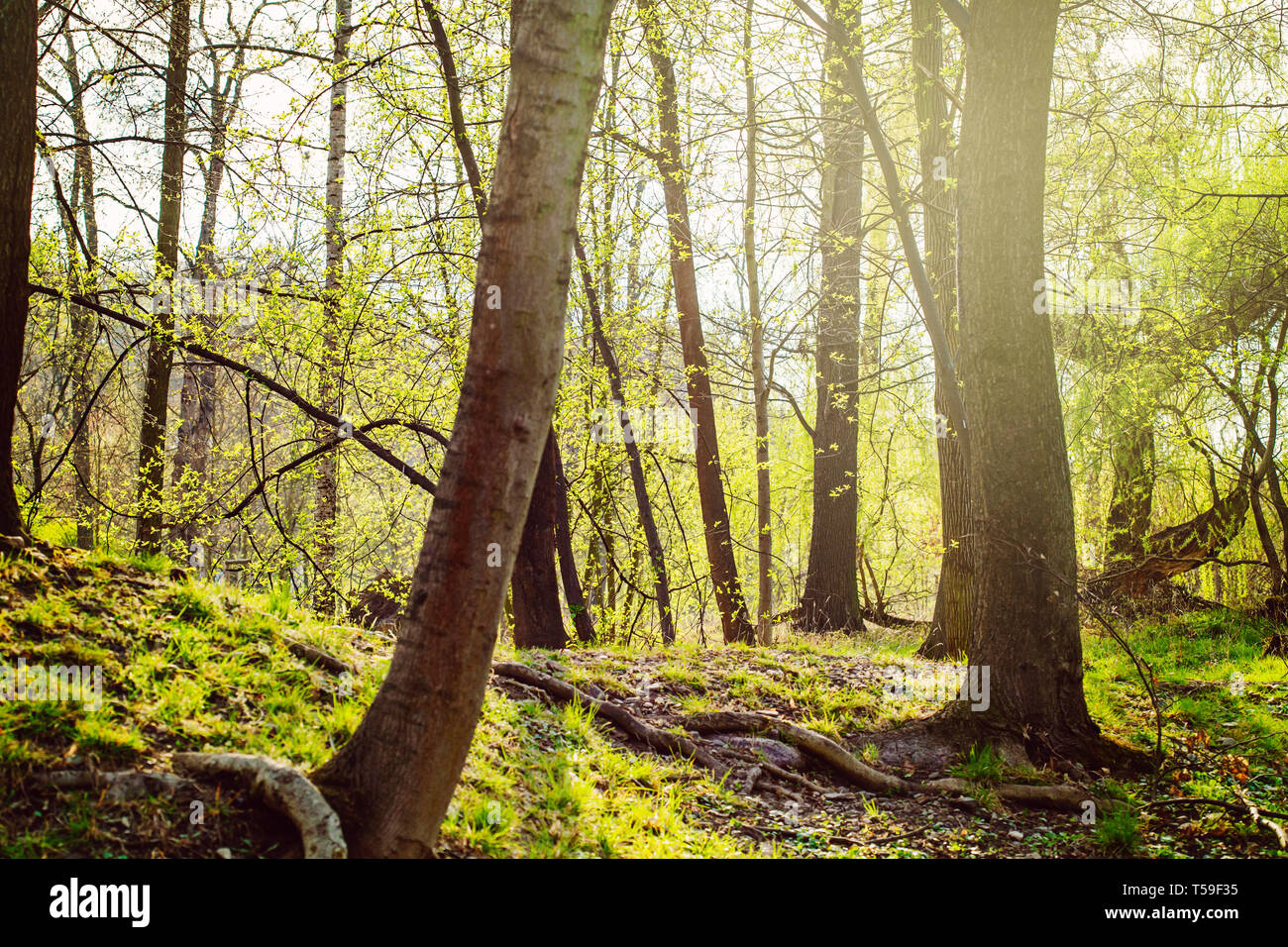 Airy forest hi-res stock photography and images - Alamy