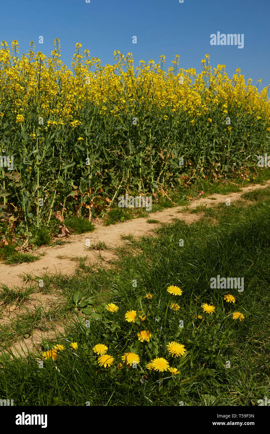 Yellow Dandelion and Rapeseed in flower in a Kent field with blue sky ...