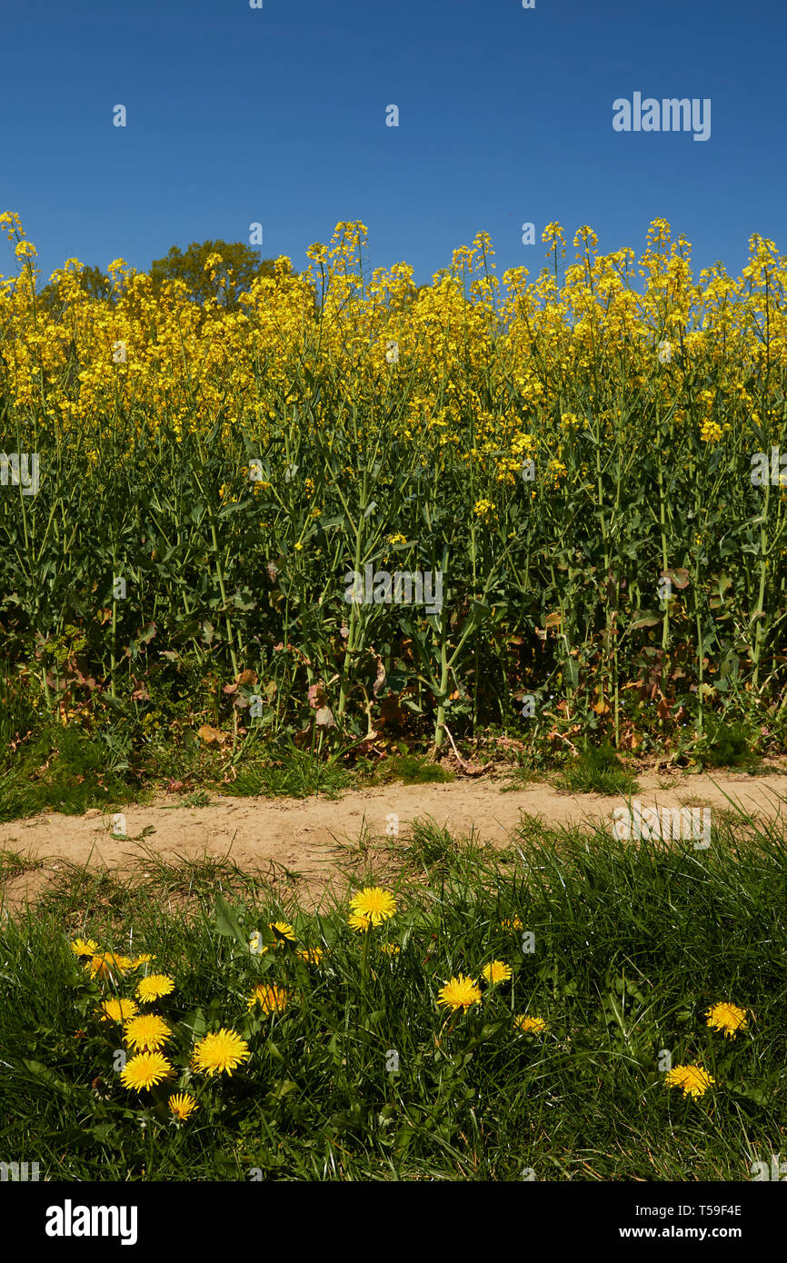Yellow Dandelion and Rapeseed in flower in a Kent field with blue sky ...
