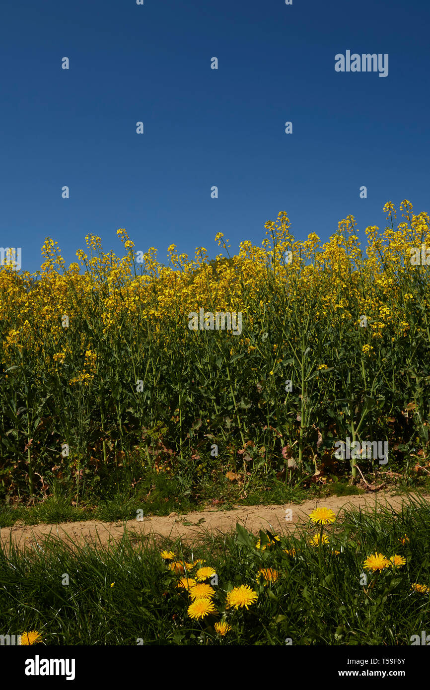 Yellow Dandelion and Rapeseed in flower in a Kent field with blue sky ...