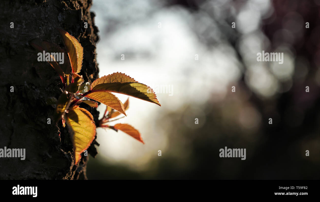 Budding cherry tree hi-res stock photography and images - Alamy