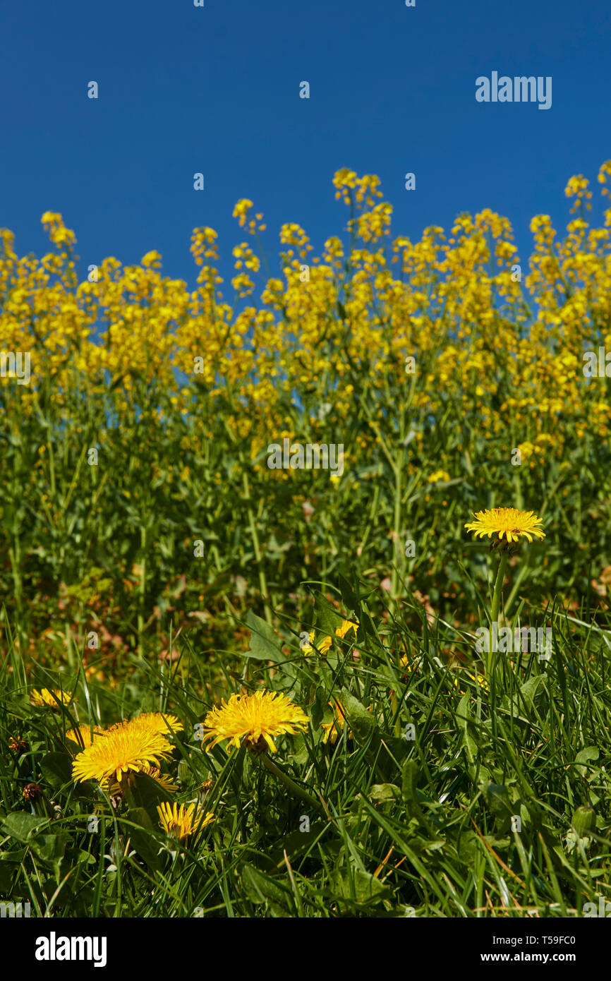 Yellow Dandelion and Rapeseed in flower in a Kent field with blue sky ...