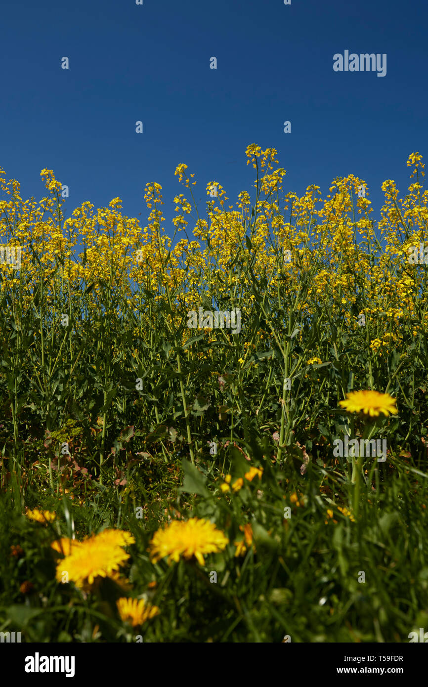 Yellow Dandelion and Rapeseed in flower in a Kent field with blue sky ...