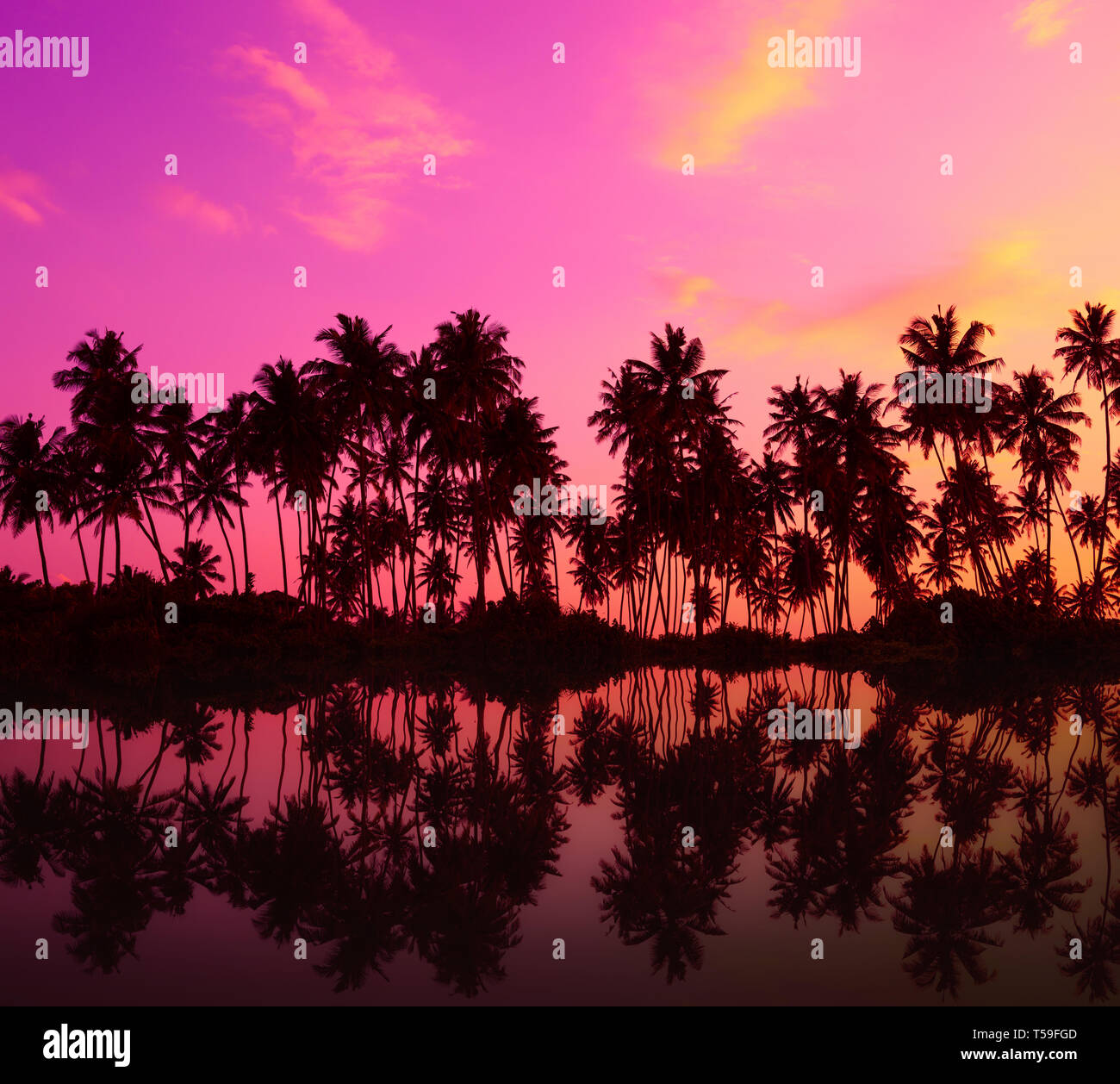 Tropical palm trees silhouettes with reflection in calm water at sunset ...