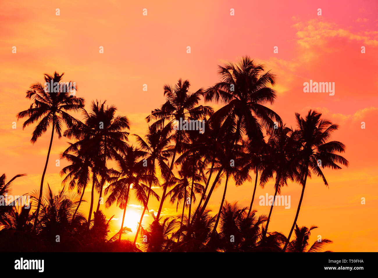 Scenic beach palm trees sunrise hi-res stock photography and images - Alamy