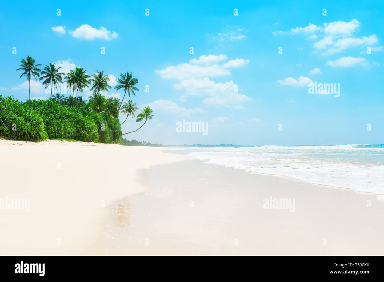 Tropical bushes hi-res stock photography and images - Alamy