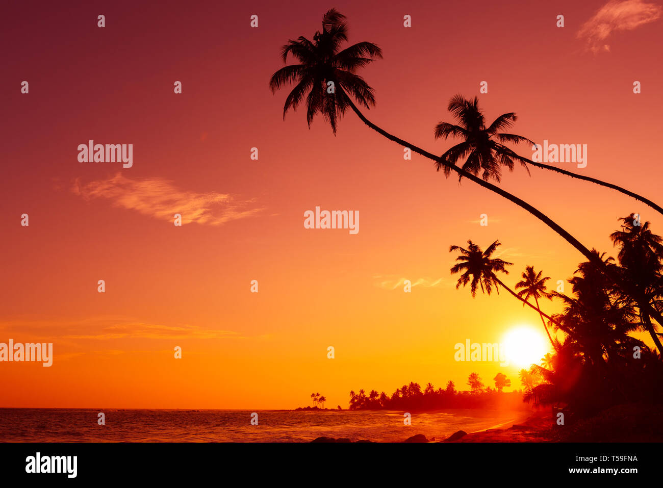 Sunset on tropical beach with palm trees silhouettes and shining sun ...