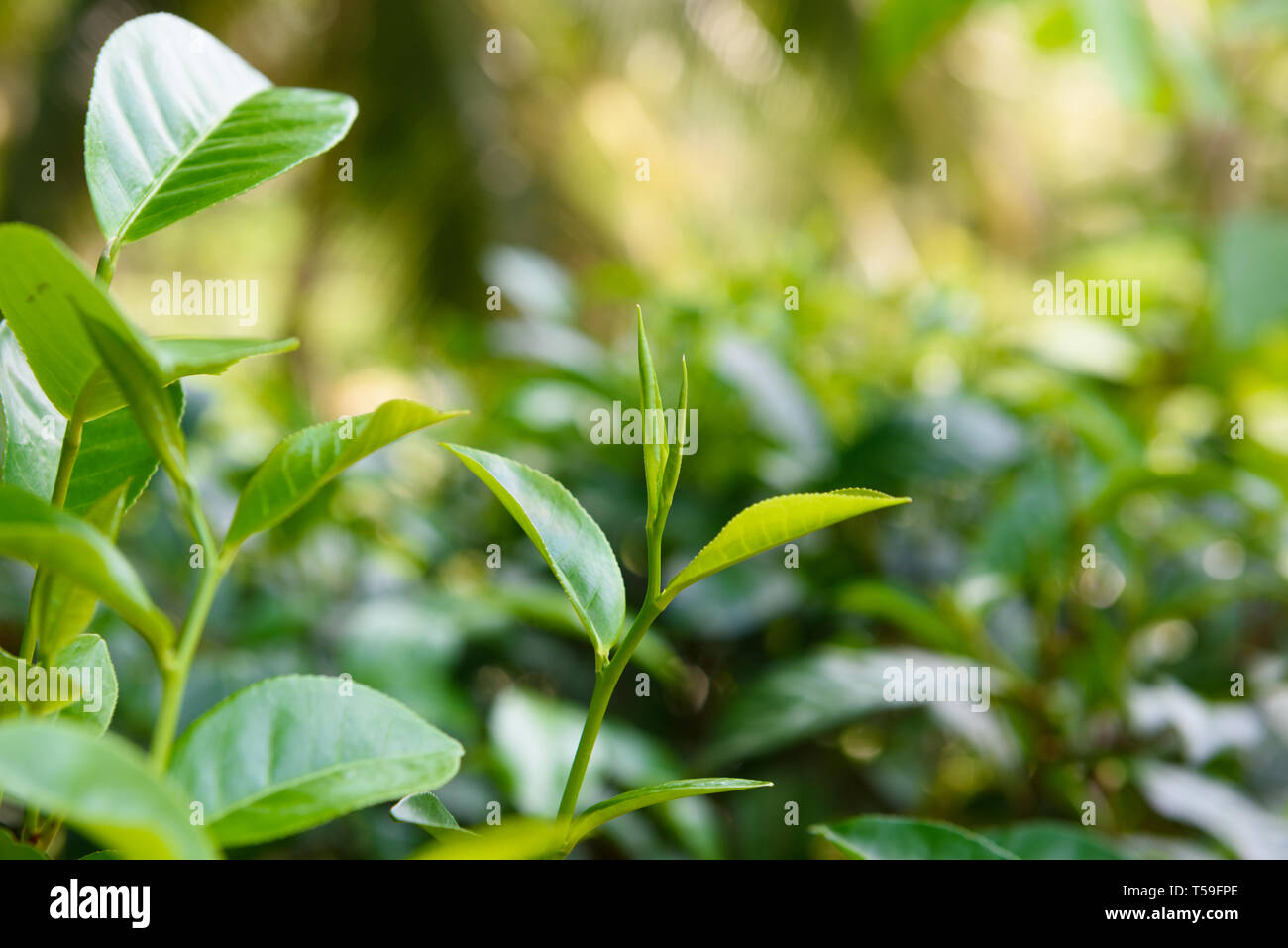 Tea bush with fresh tea leaves and bud on tea plantation Stock Photo ...