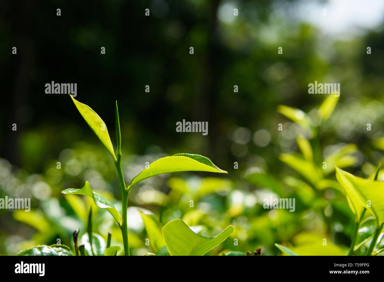Tea bush with fresh tea leaves and bud on tea plantation Stock Photo ...
