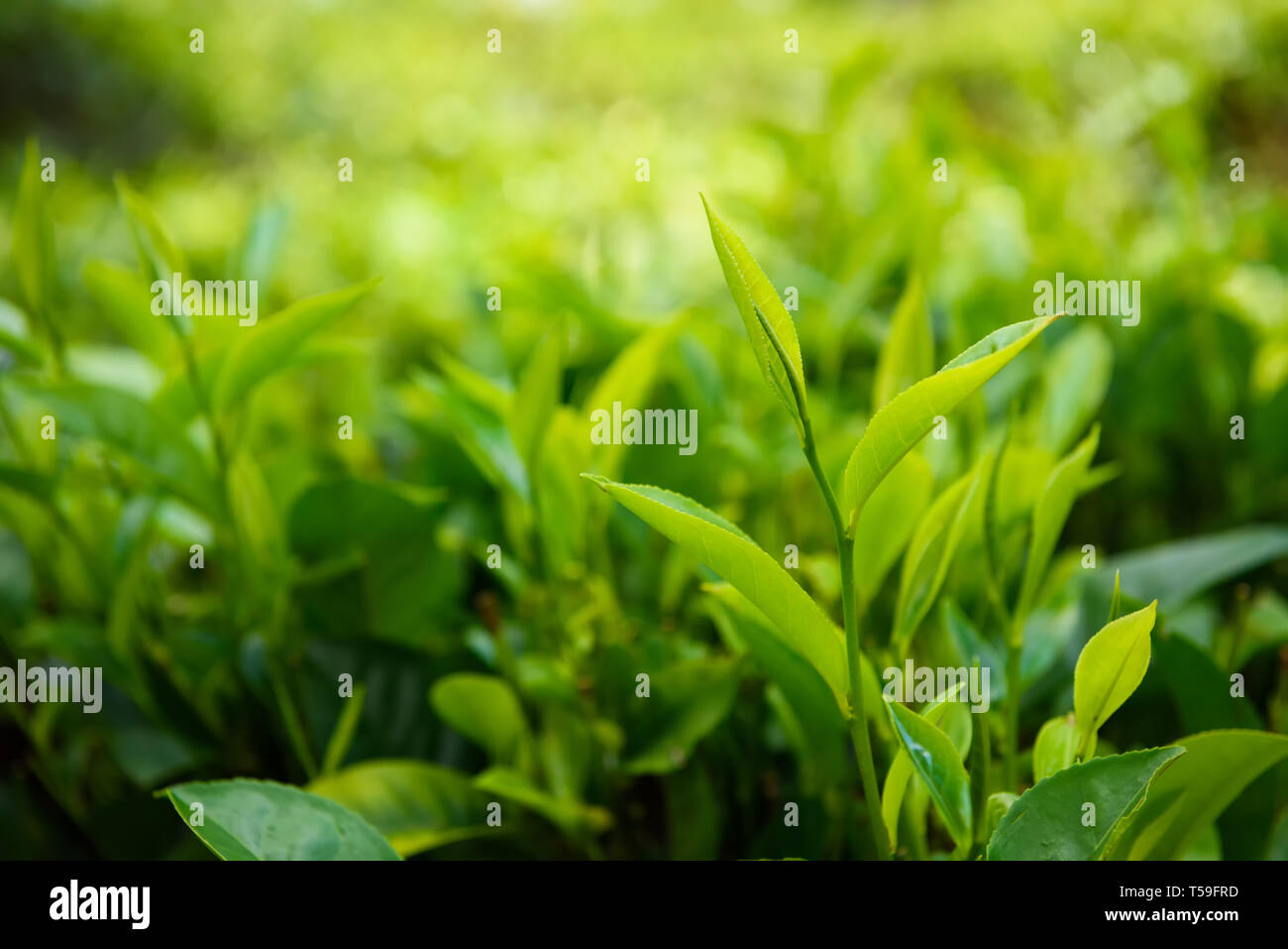 Fresh green tea leaf with pekoe sprout on tea bush at Sri Lanka tea ...
