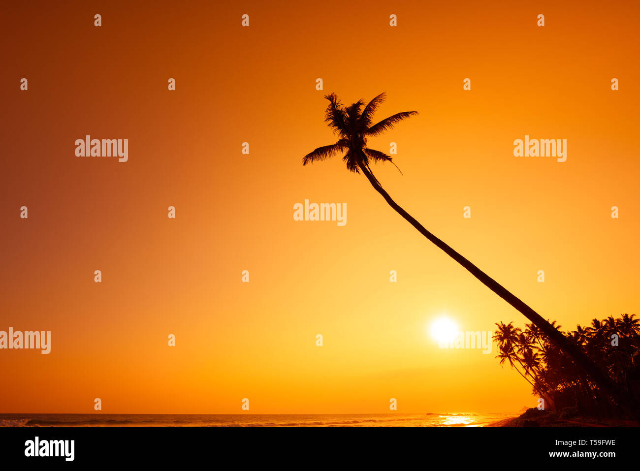 Palm tree silhouette at tropical ocean beach at warm sunset Stock Photo ...