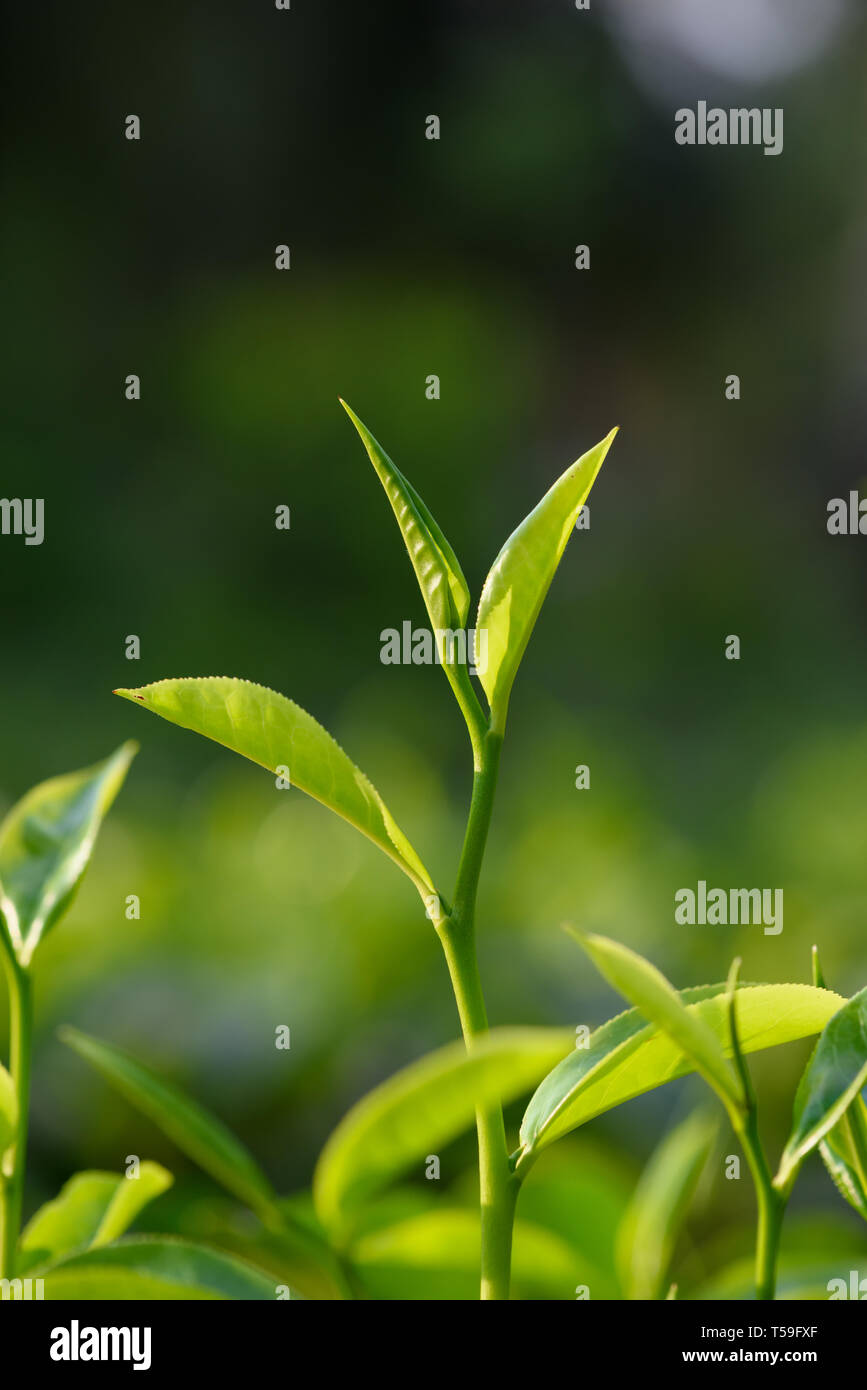 Fresh young green tea leaf sprout on tea bush at plantation Stock Photo ...