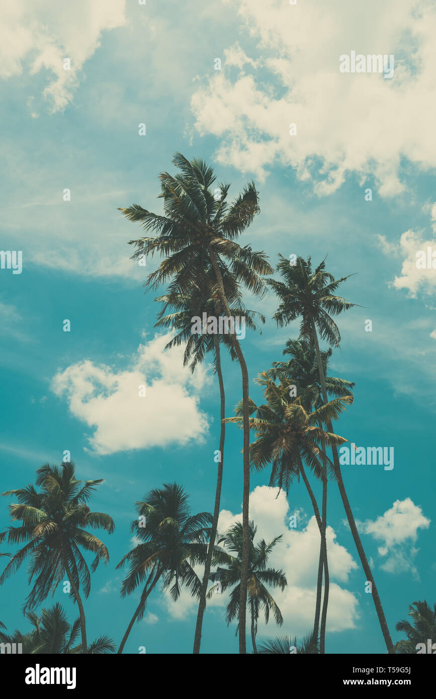 Palm trees on tropical beach, vintage toned and retro color stylized ...