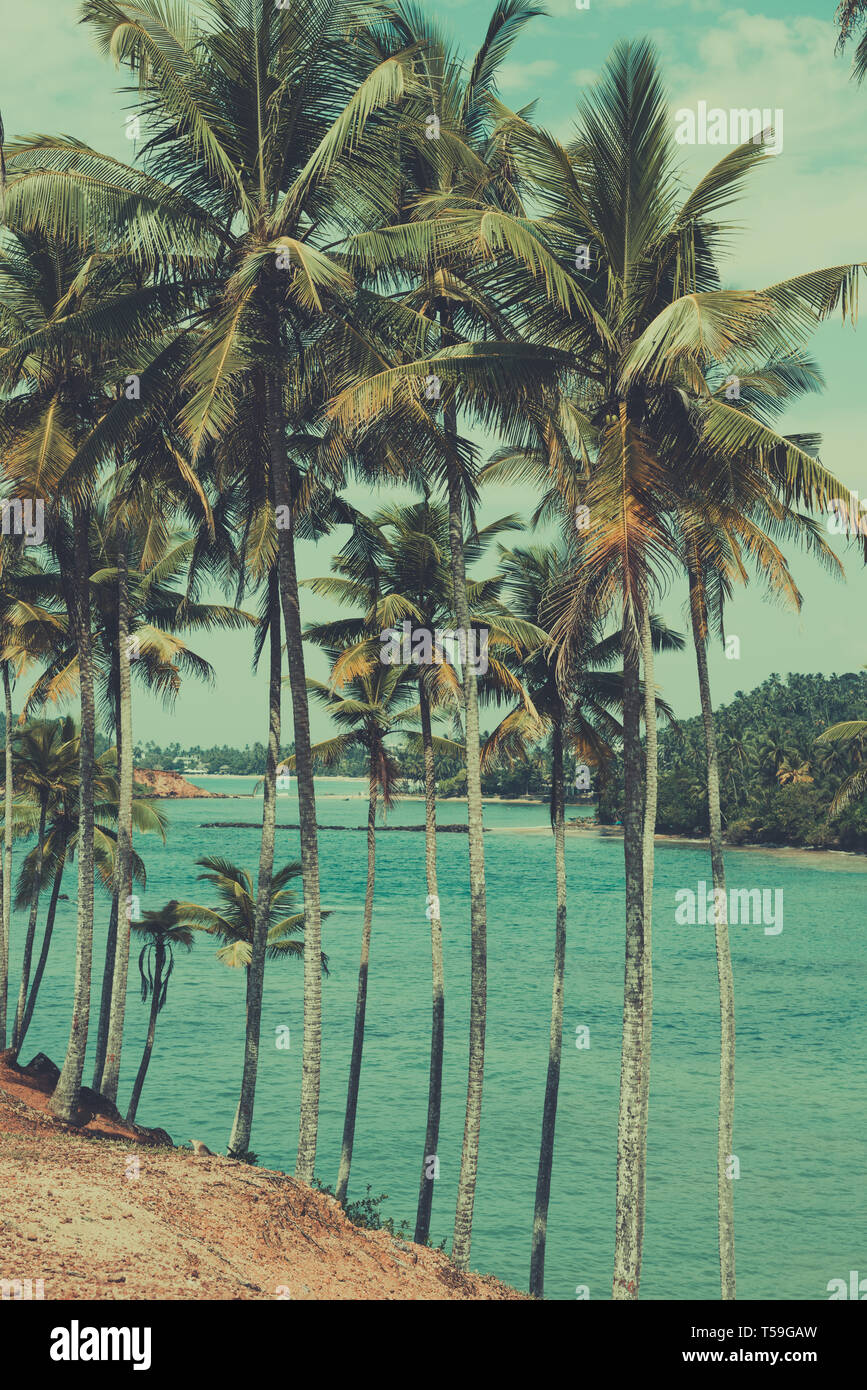 Palm trees on tropical beach, vintage toned and retro color stylized ...