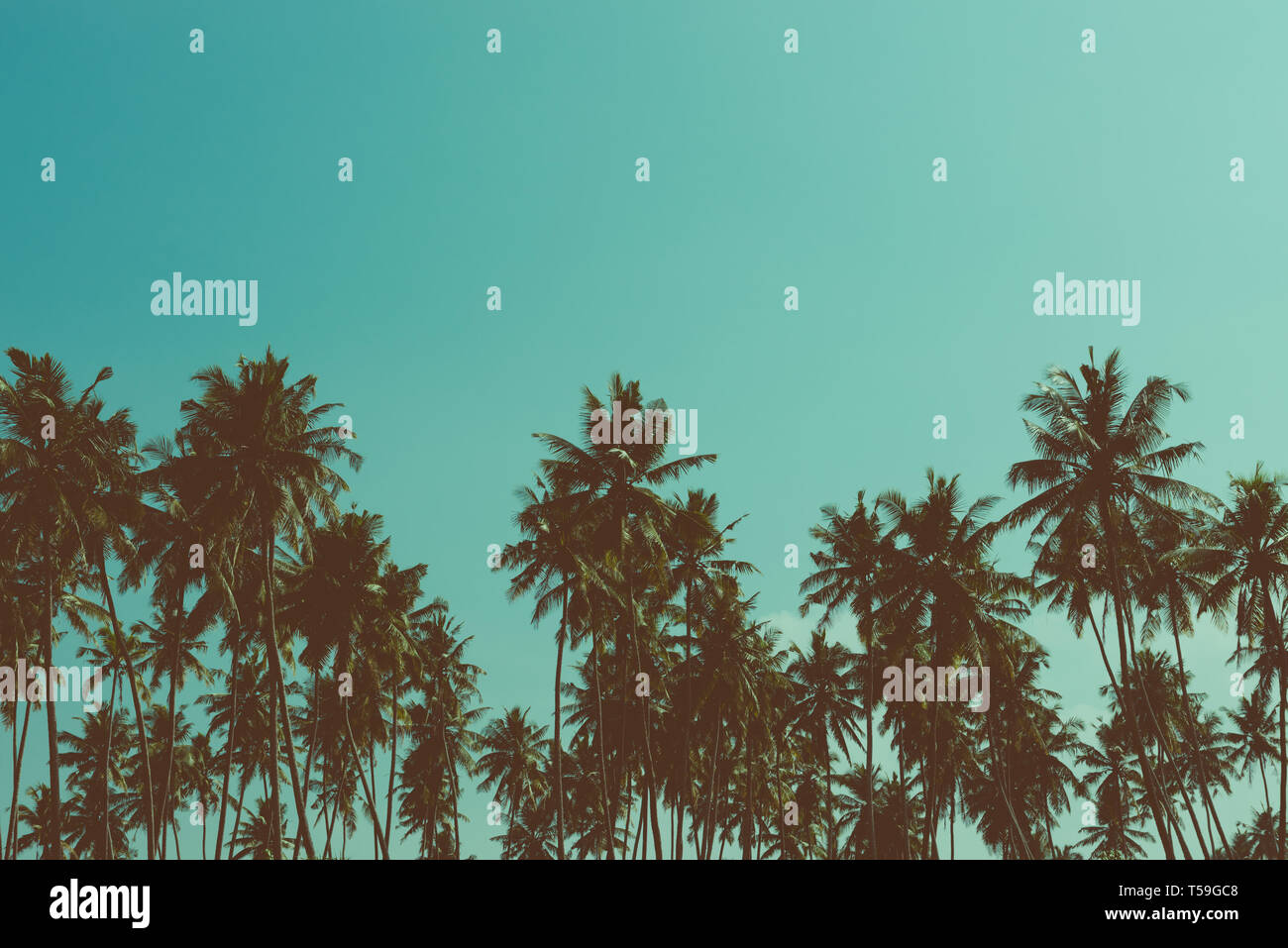 Palm trees on tropical beach, vintage toned and retro color stylized ...