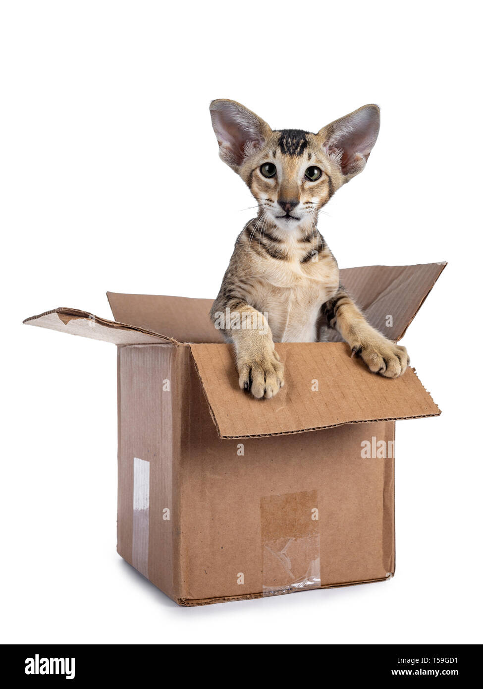 Big cat in small box hi-res stock photography and images - Alamy