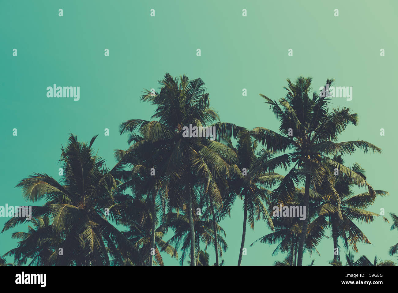 Palm trees on tropical beach, vintage toned and retro color stylized ...