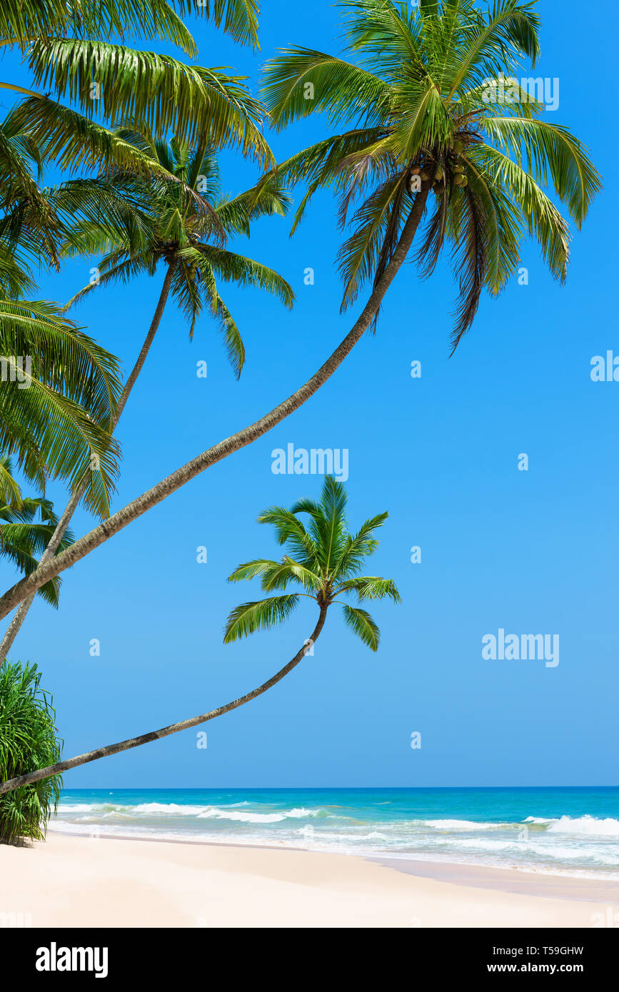 Idyllic empty tropical beach with clean white ocean sand and palm trees ...