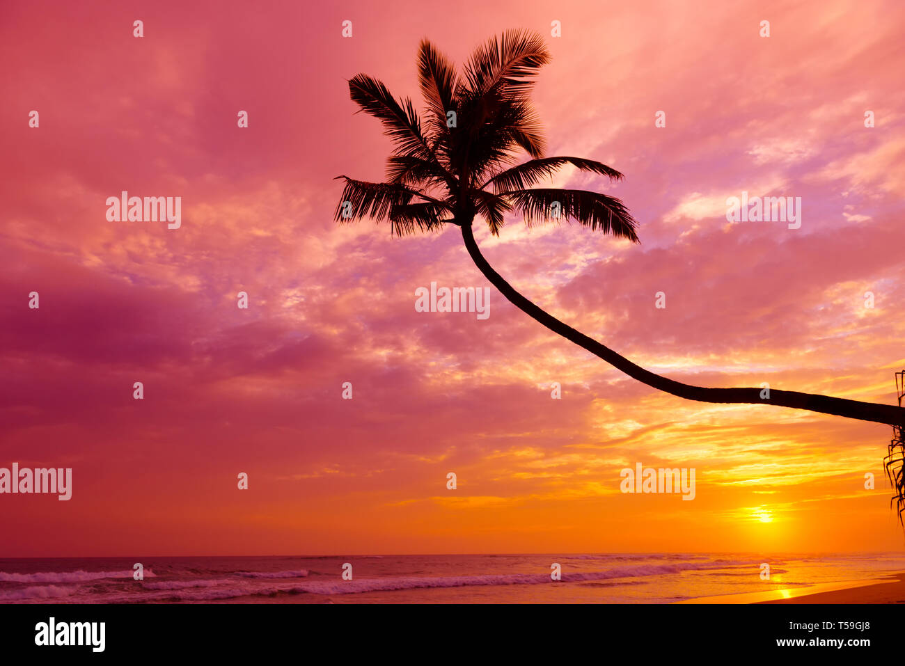 Palm tree wave sunlight hi-res stock photography and images - Alamy