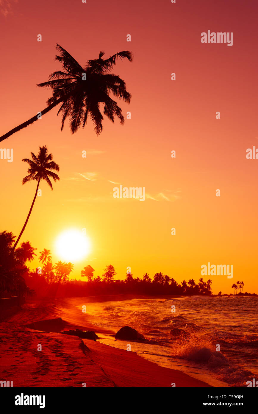 Sunset on tropical beach with big sun circle over the horizon and palm ...