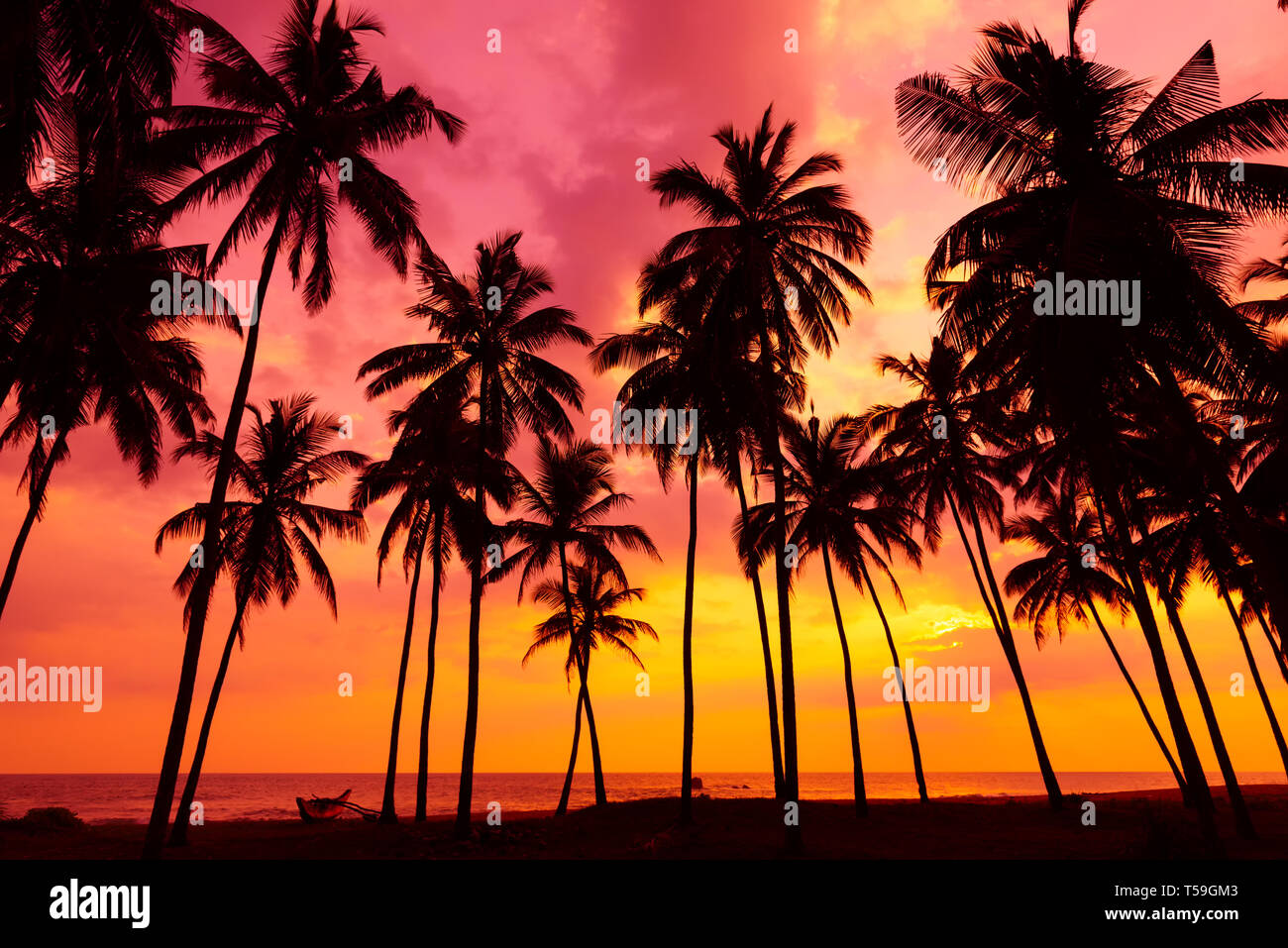 Palm trees silhouettes on tropical beach at vivid sunset time Stock ...