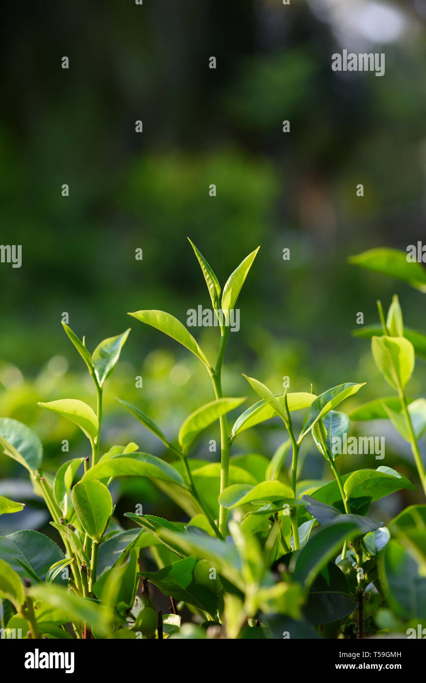 Fresh young green tea leaf sprout on tea bush Stock Photo - Alamy