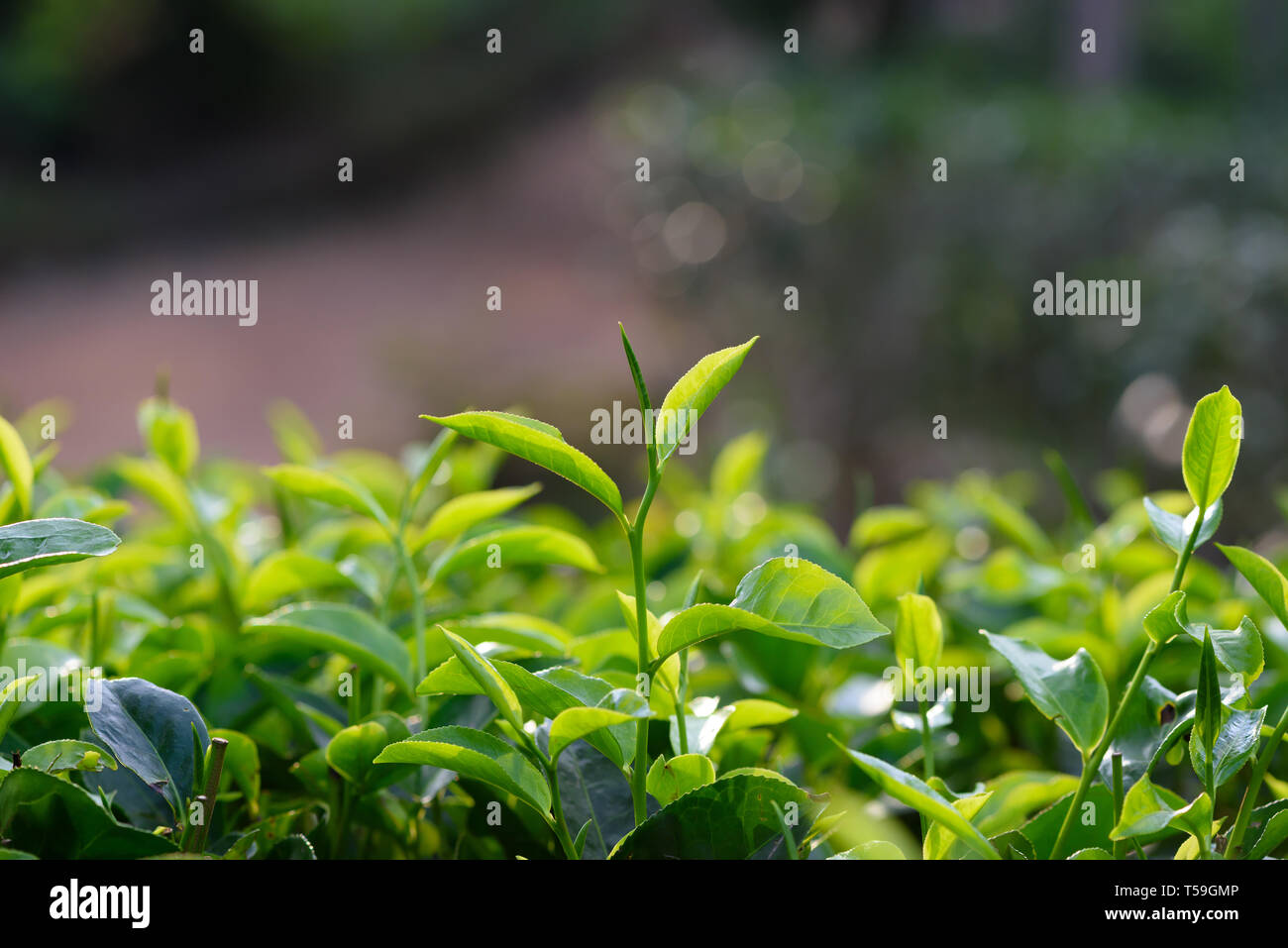 Young green tea leaf sprout on tea bush at plantation Stock Photo - Alamy