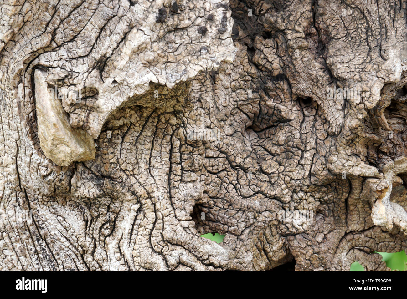 Withered tree root texture hi-res stock photography and images - Alamy