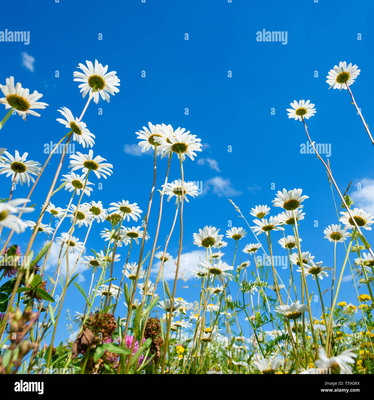 Wildflower meadow field grass hi-res stock photography and images - Alamy