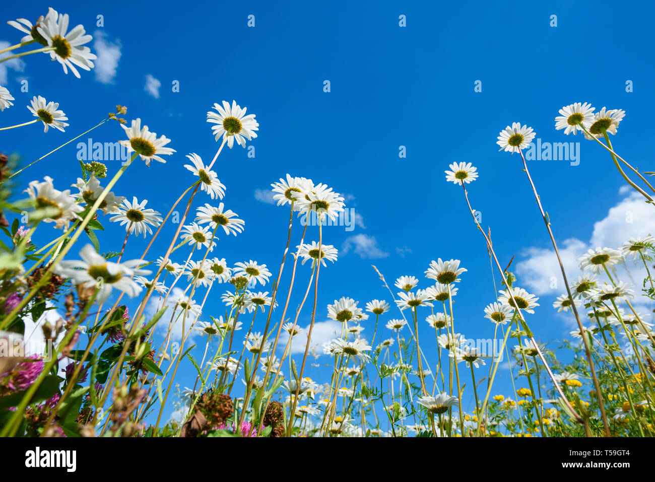 Grass Field Ground View