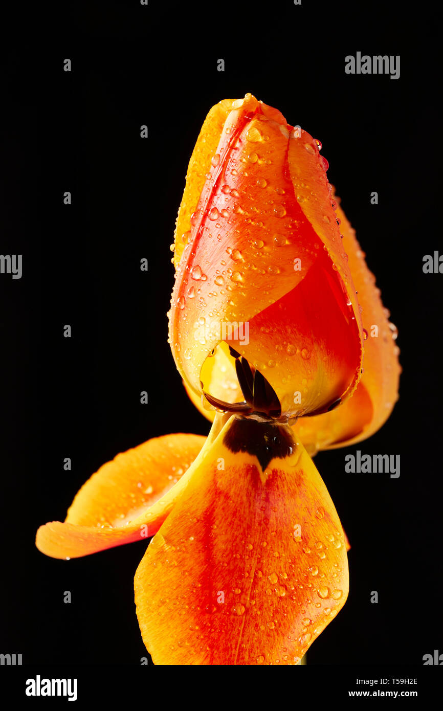 Garden tulips nature flower portraits Stock Photo - Alamy