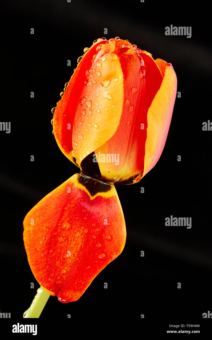 Garden tulips nature flower portraits Stock Photo - Alamy