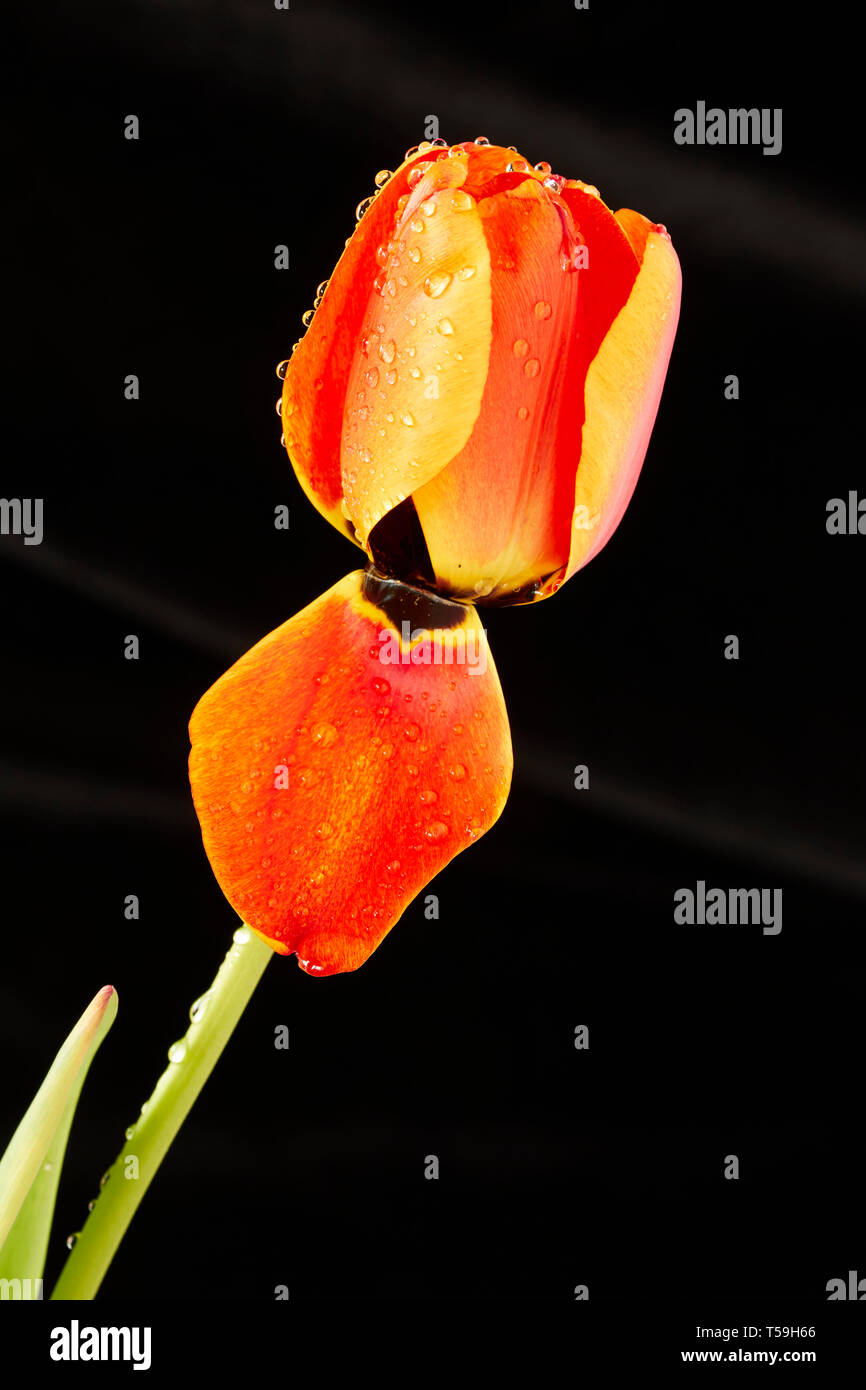 Garden tulips nature flower portraits Stock Photo - Alamy