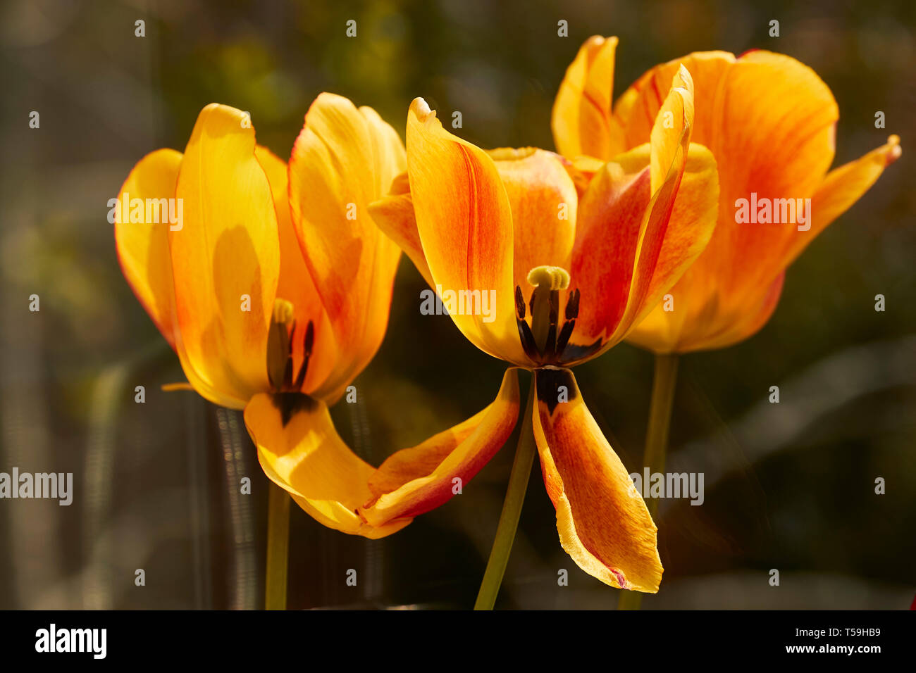 Captivating portraits hi-res stock photography and images - Alamy