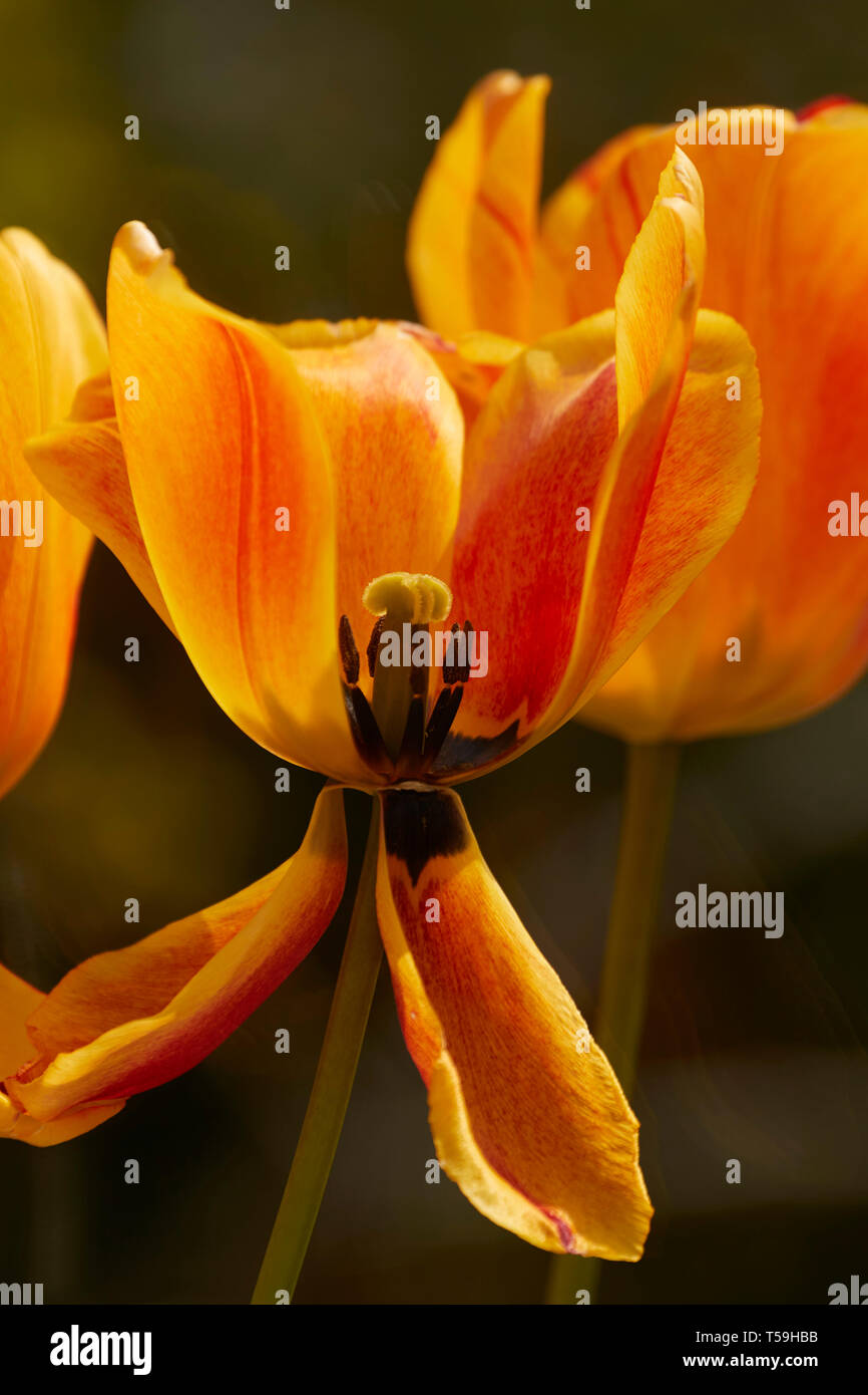 Captivating portraits hi-res stock photography and images - Alamy