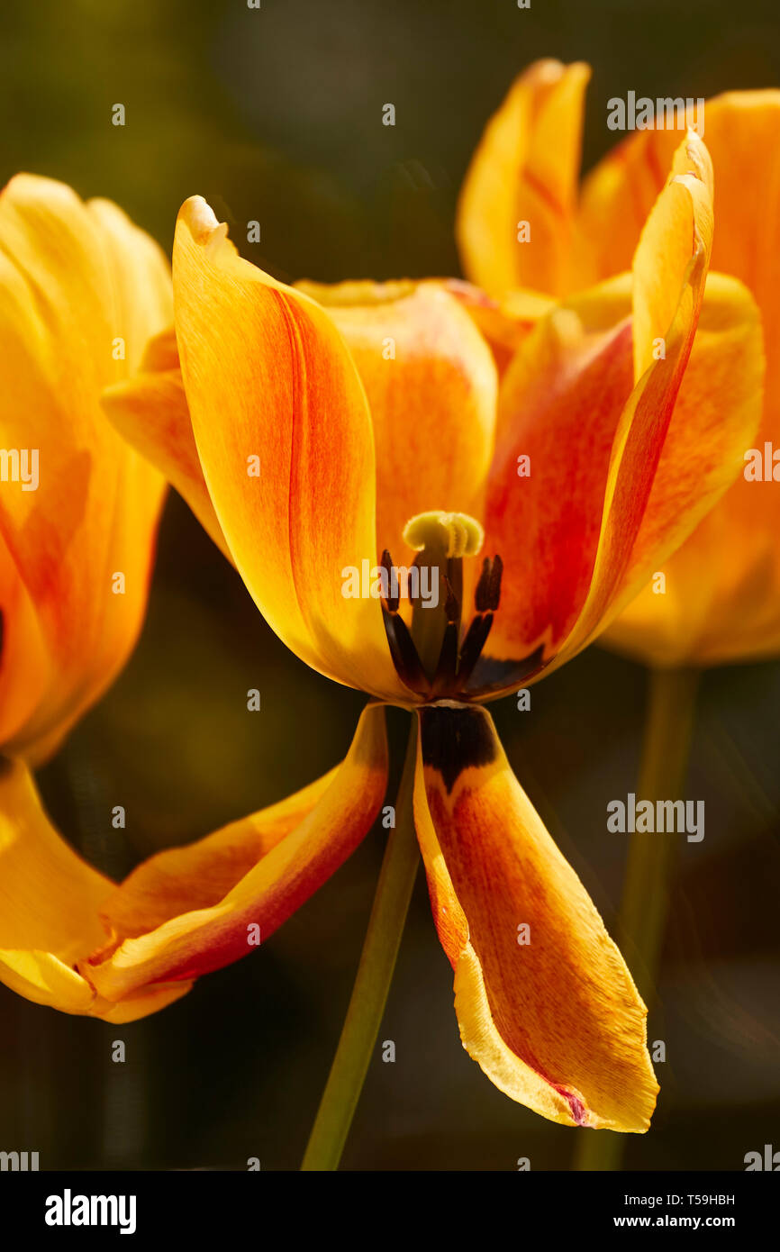 Garden tulips nature flower portraits Stock Photo - Alamy