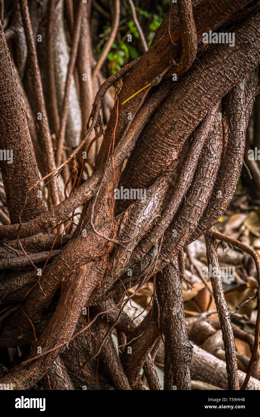 Wild fig tree root hi-res stock photography and images - Alamy