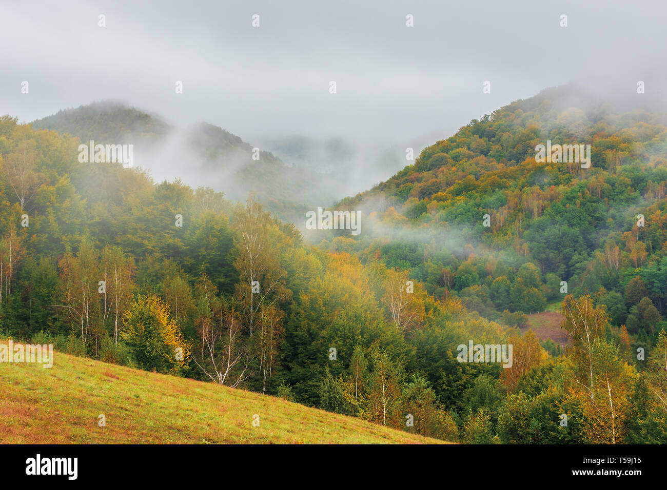 Moody sky background foliage hi-res stock photography and images - Alamy