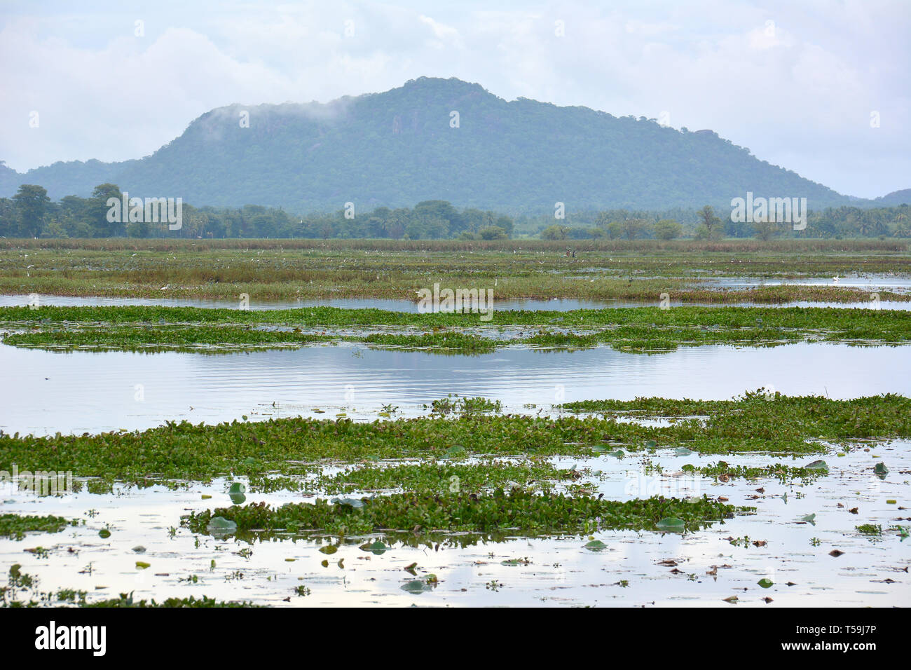 Tissa Wewa. Lake Tissa, Tissamaharama, Hambantota District, Southern ...
