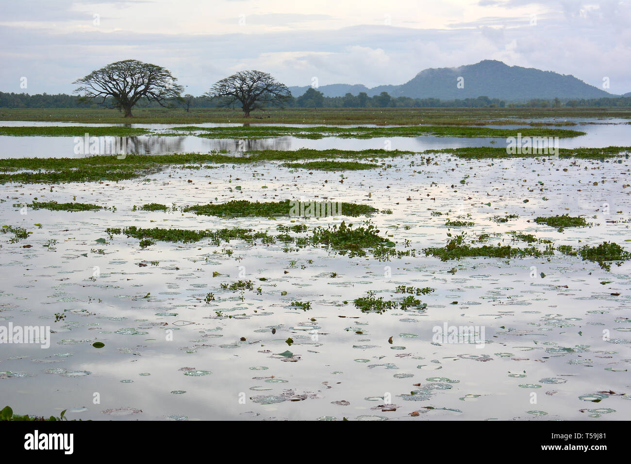 Tissa Wewa. Lake Tissa, Tissamaharama, Hambantota District, Southern ...