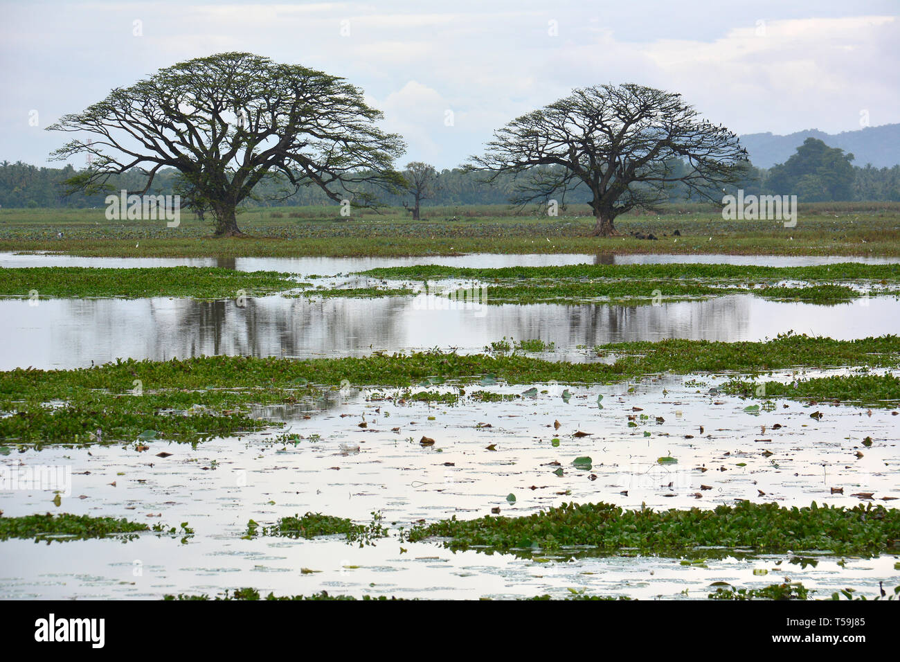 Sri lanka tissa wewa hi-res stock photography and images - Alamy