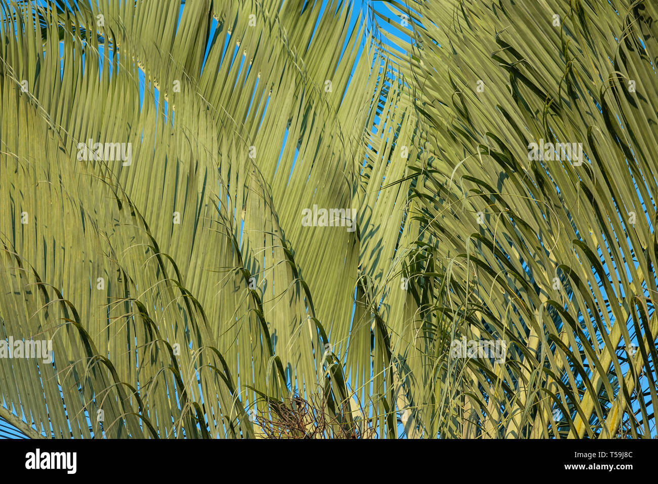 Abstract background with palm. The texture of Green palm Leaf. Shapes ...