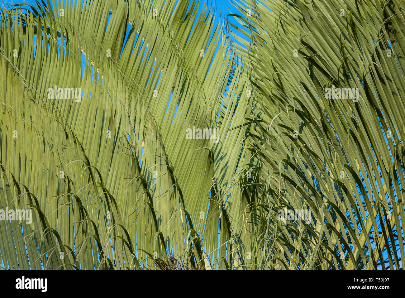 Triangle Shapes In Nature