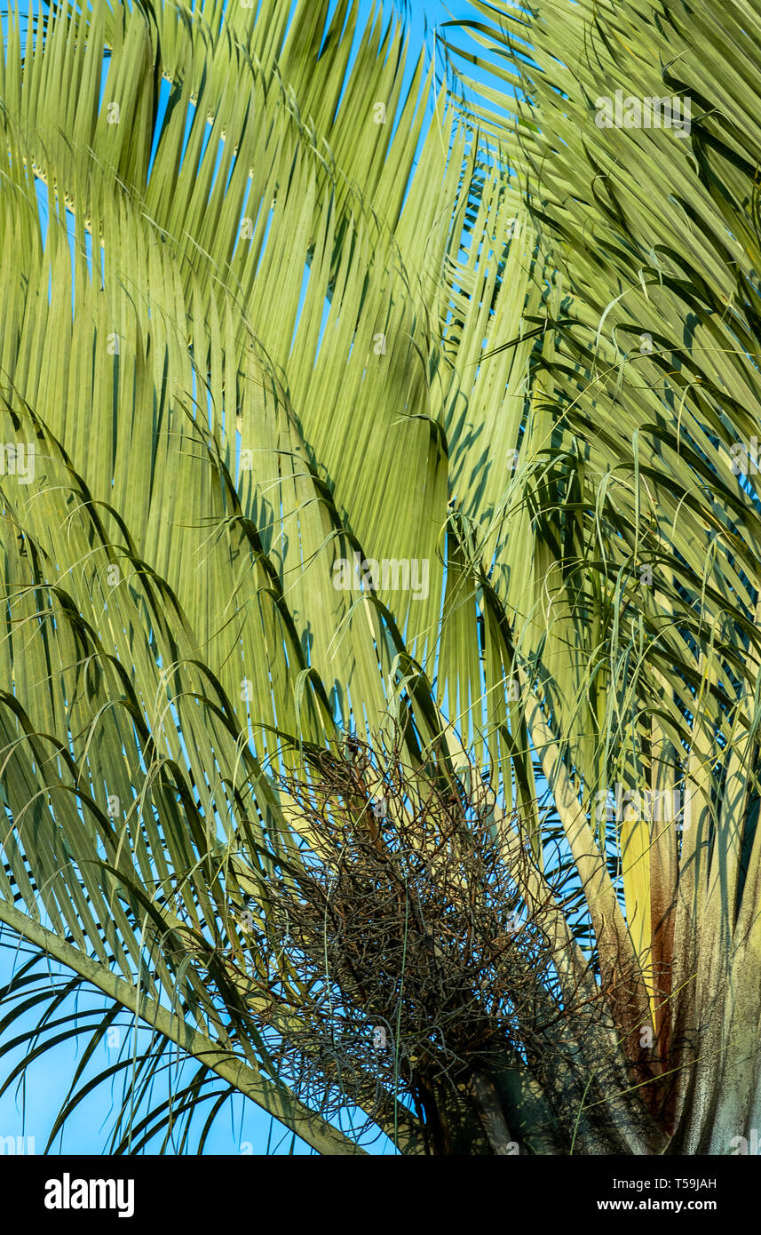 Triangle Shapes In Nature