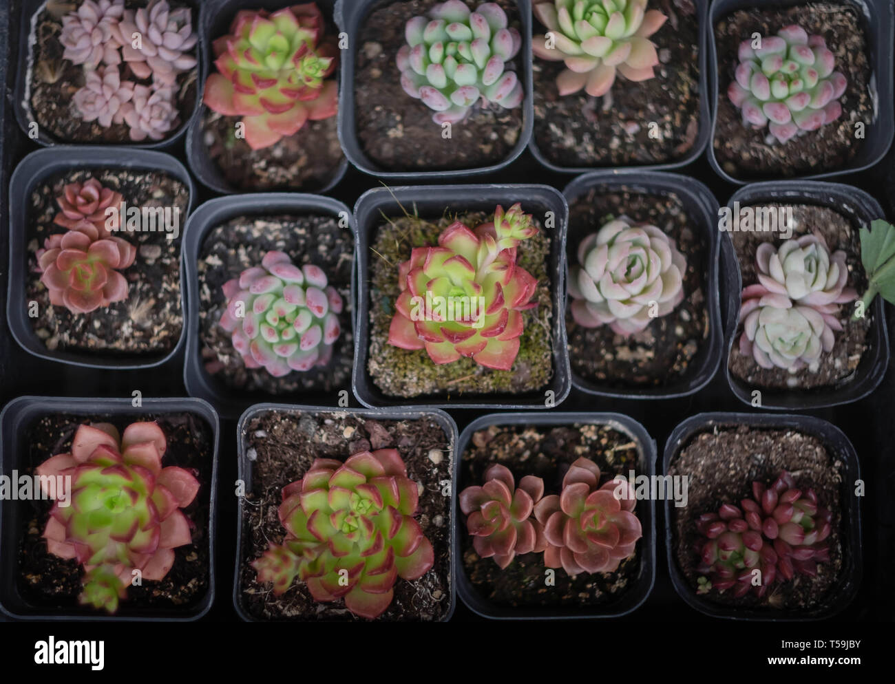 Rectangular arrangement of succulents; cactus succulents in a planter ...