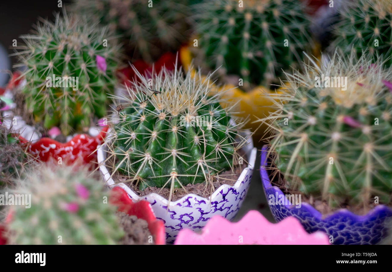 Cactus plant leaves pattern. many type of cactus. It’s selective focus ...